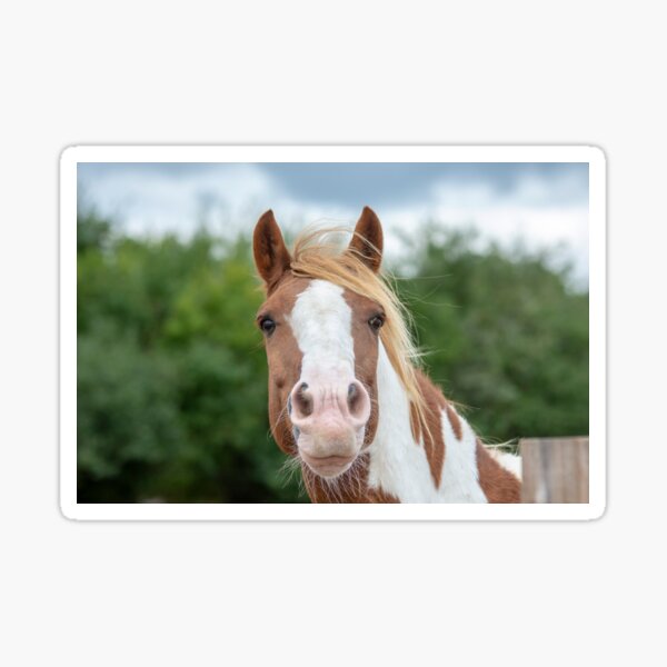 "Chestnut and White Horse portrait" Sticker for Sale by Cushtex | Redbubble