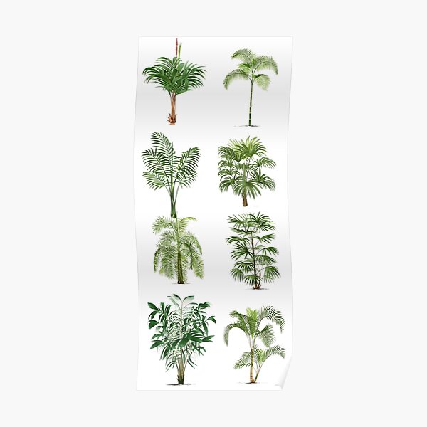"palm tree collection" Poster for Sale by Callingsun | Redbubble