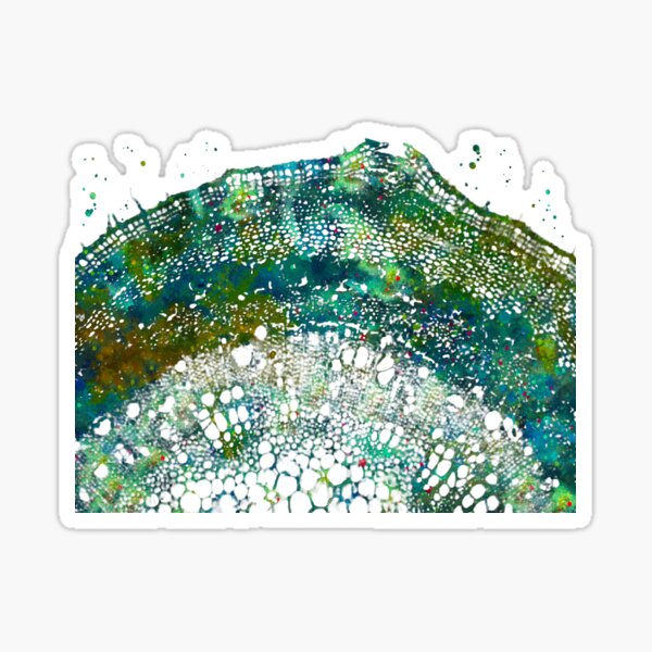 "Stem Cells Histology" Sticker by EvasDreams | Redbubble