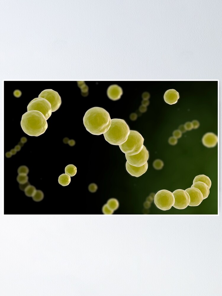 "Microscopic view of streptococcus." Poster for Sale by StocktrekImages ...