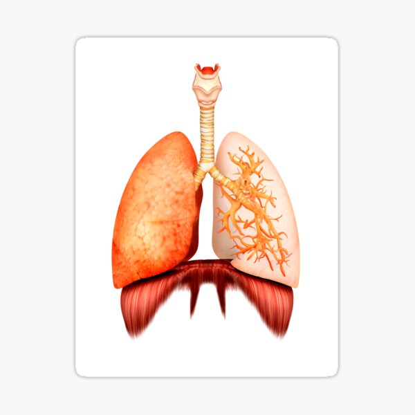 "Anatomy of human respiratory system, front view." Sticker for Sale by ...