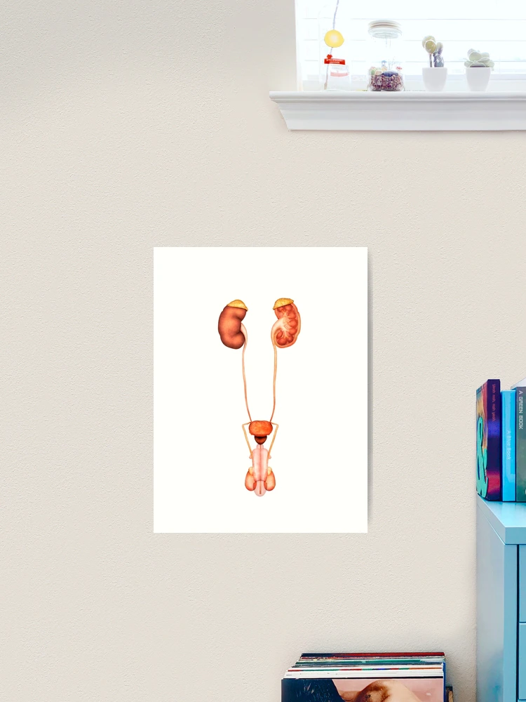 Anatomy Of Human Male Urinary System Front View Poster Male
