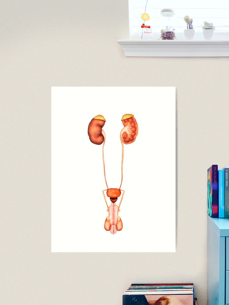 Anatomy Of Human Male Urinary System Front View Poster Male