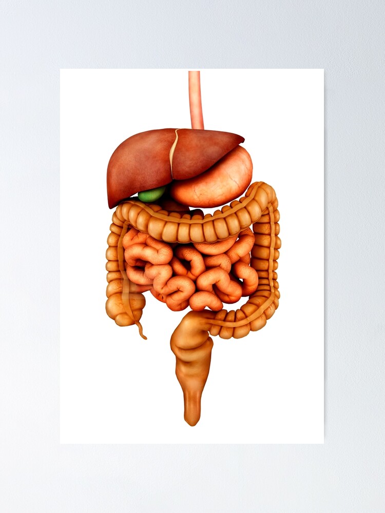 "Anatomy of human digestive system, front view." Poster by ...