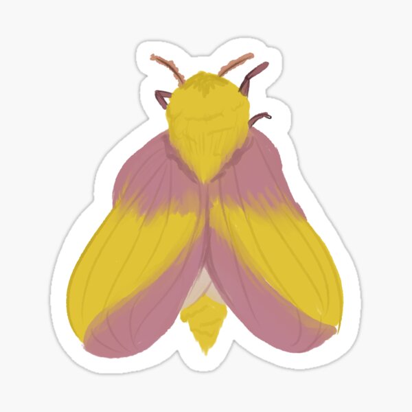 "Rosy Maple Moth" Sticker by papercrane53 | Redbubble
