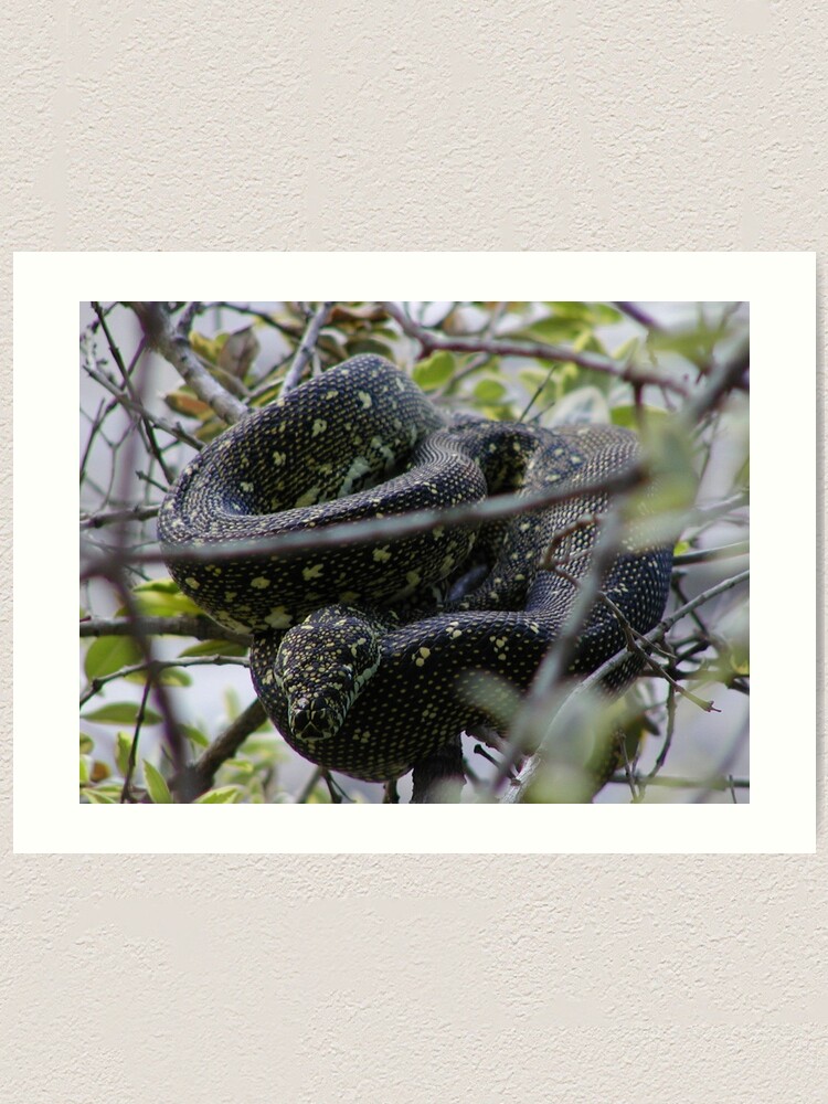 "Australian Diamond Python Watching From Tree" Art Print for Sale by ...