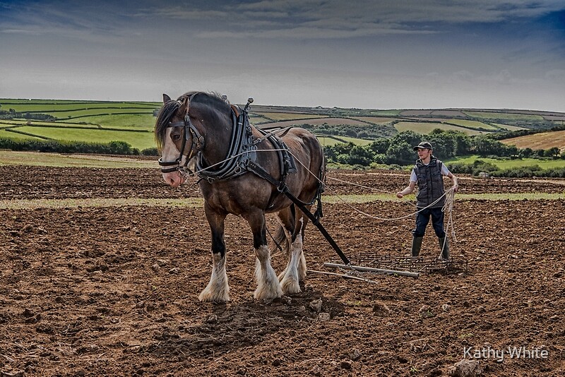"Ploughing with heavy horse" by Kathy White | Redbubble