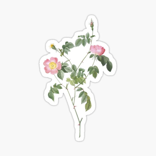 "Austrian Briar" Sticker for Sale by FLPetallica | Redbubble