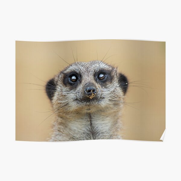 "Meerkat portrait........ Simples!!" Poster for Sale by Cushtex | Redbubble