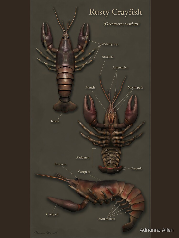 "Rusty Crayfish" T-shirt by photonart | Redbubble