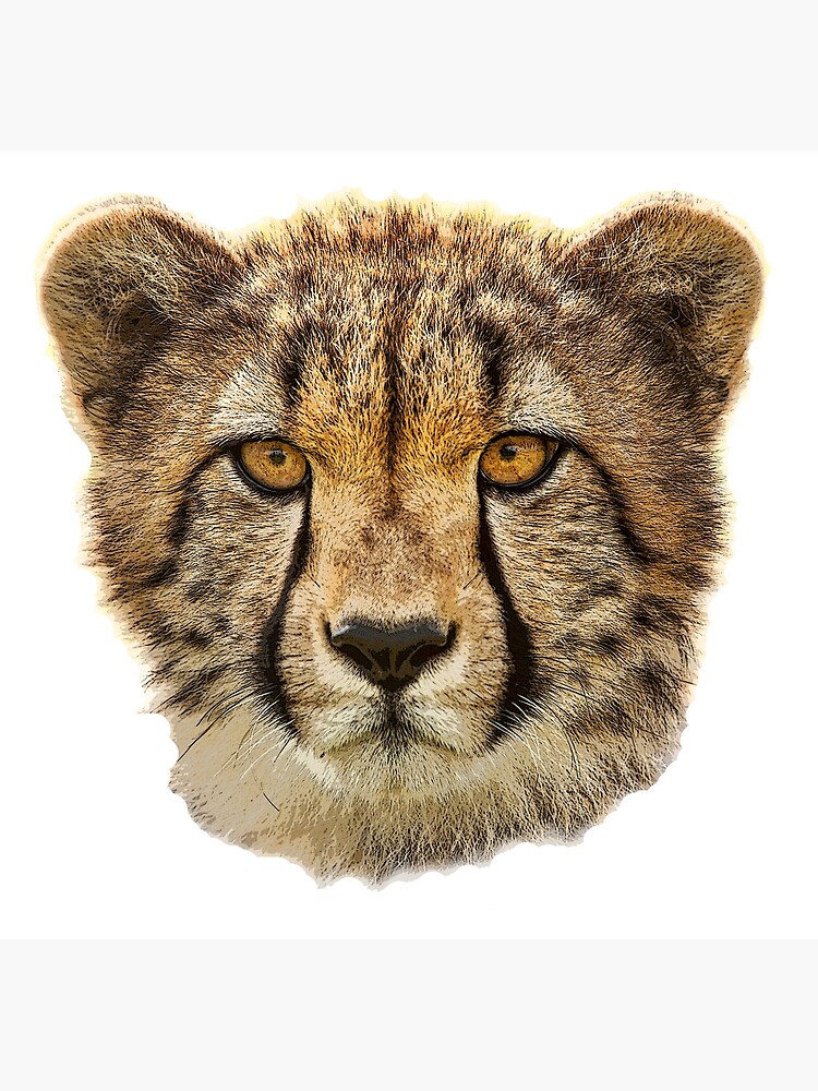 "Guepard" Poster for Sale by vararts | Redbubble