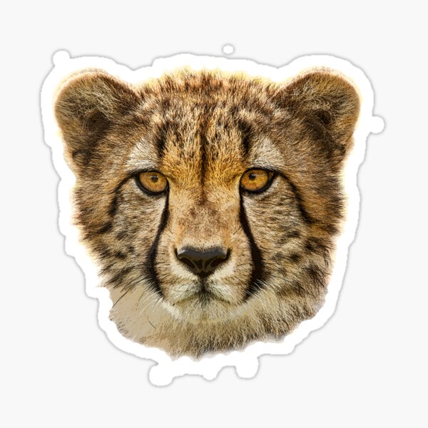 "Guepard" Sticker for Sale by vararts | Redbubble