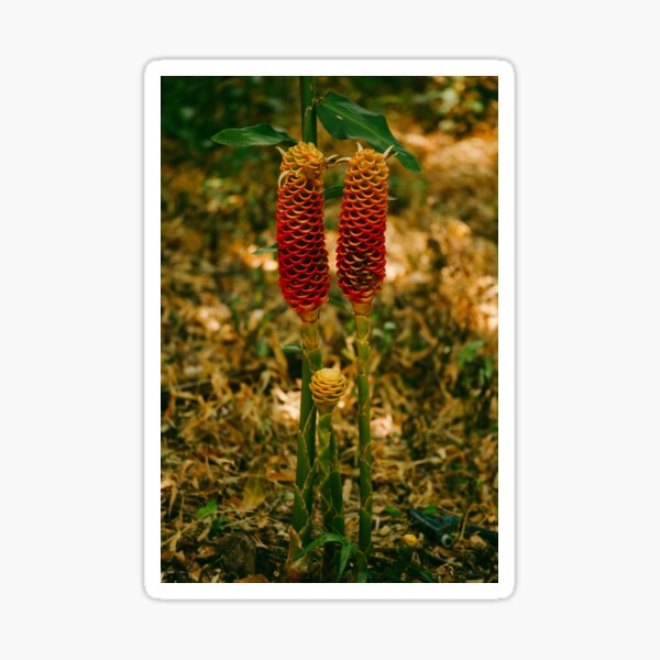 "beehive ginger flower" Sticker for Sale by luisquevedop | Redbubble