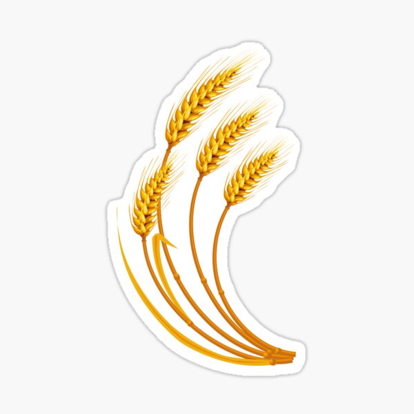 "wheat crops 2" Sticker by 0o0kh | Redbubble
