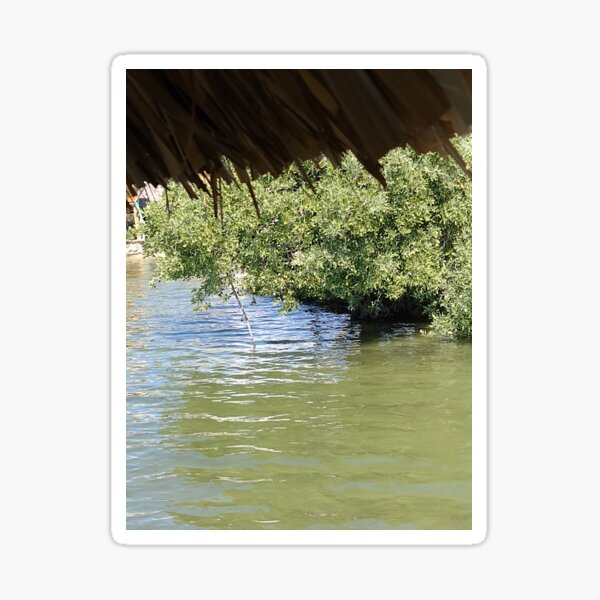 "Mangrove" Sticker for Sale by campesino22 | Redbubble