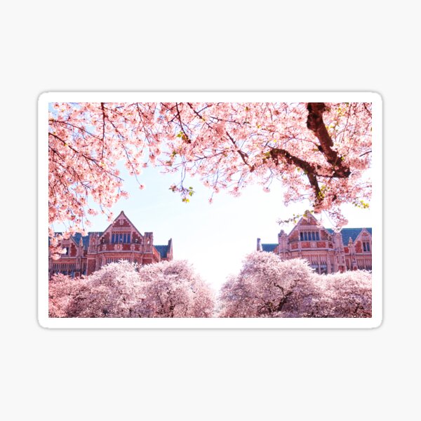 "Cherry blossoms of Settle " Sticker for Sale by MrPotato-Museum ...