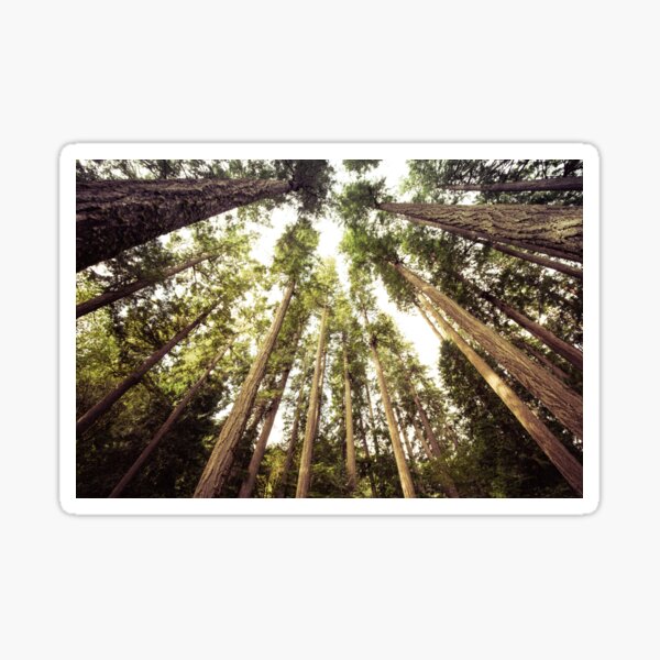 "Forest Sky - The Canopy" Sticker for Sale by artcascadia | Redbubble
