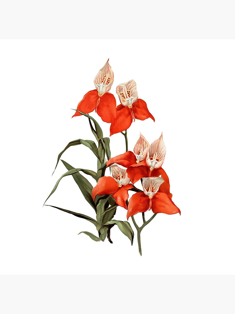 "Disa Grandiflora" Poster for Sale by inblossom | Redbubble