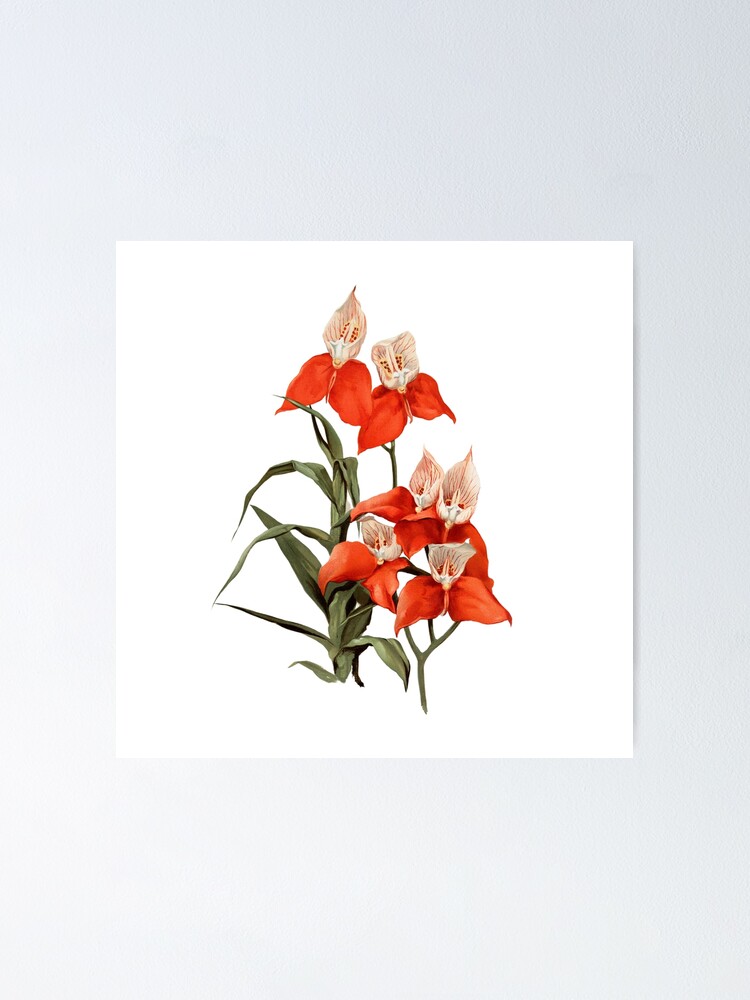"Disa Grandiflora" Poster for Sale by inblossom | Redbubble
