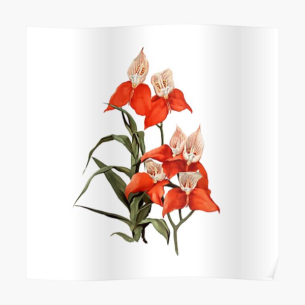 "Disa Grandiflora" Poster for Sale by inblossom | Redbubble