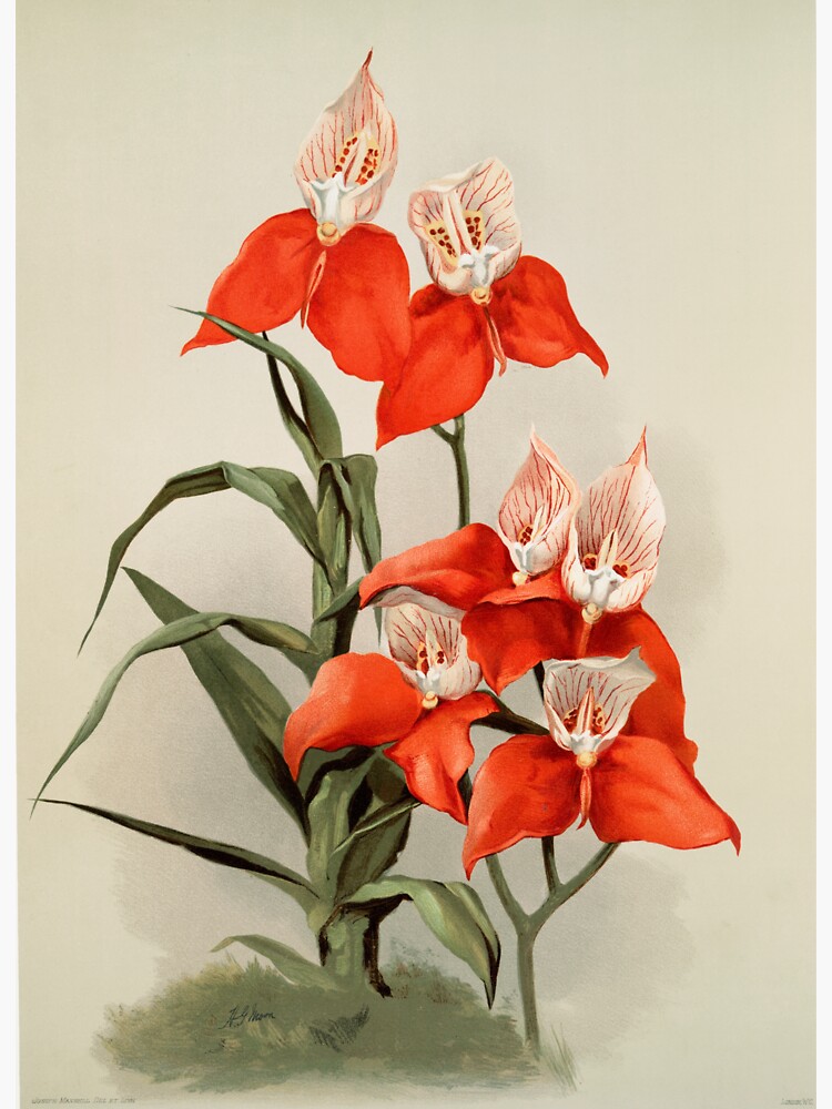 "Disa Grandiflora" Sticker for Sale by inblossom | Redbubble