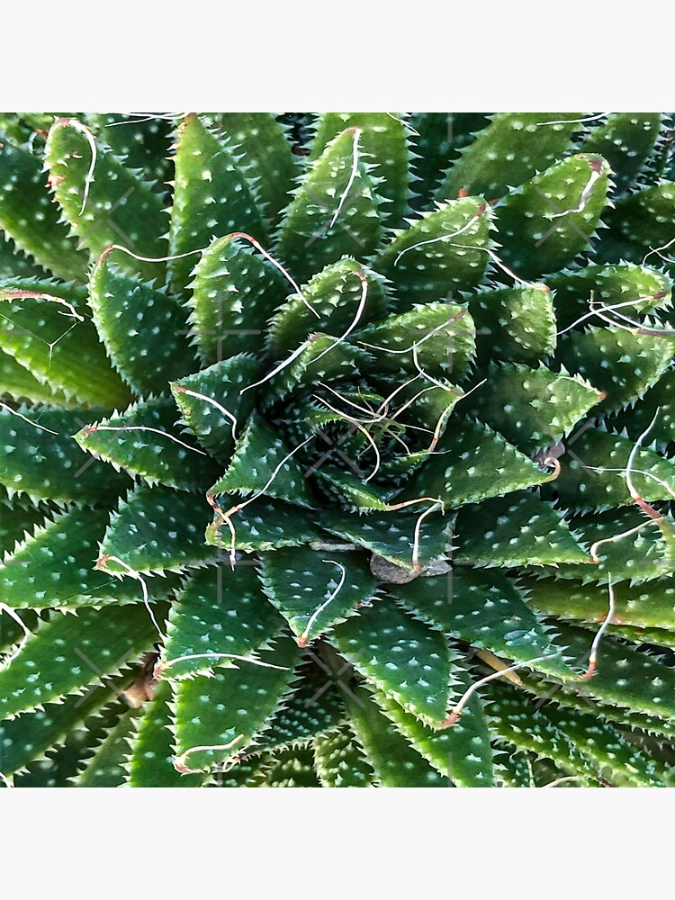 "Spikey Green Tropical Plant" Sticker by lolagrr | Redbubble