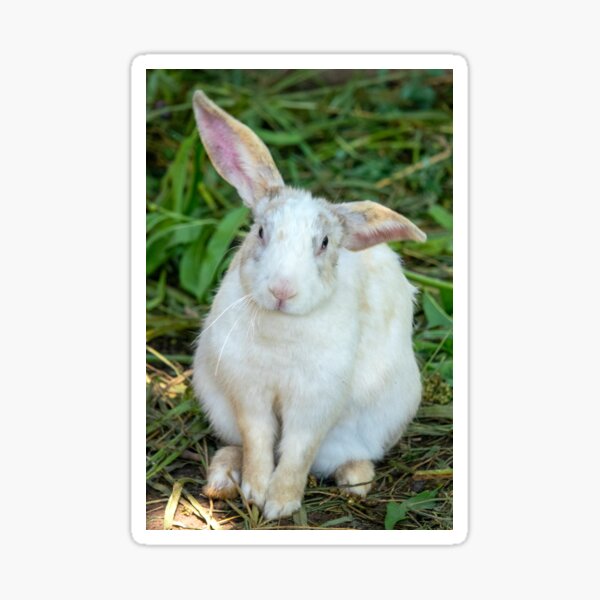 "White rabbit" Sticker for Sale by troianifabrizio | Redbubble