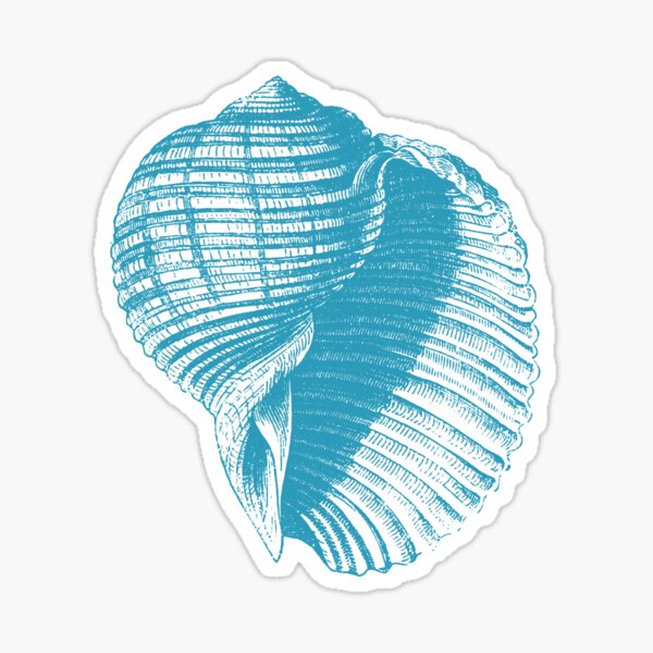 "Blue Seashell" Sticker by Adidit | Redbubble