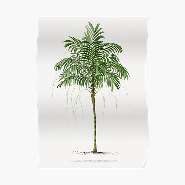 "Vintage Palm Tree" Poster for Sale by Dutch-Designs | Redbubble