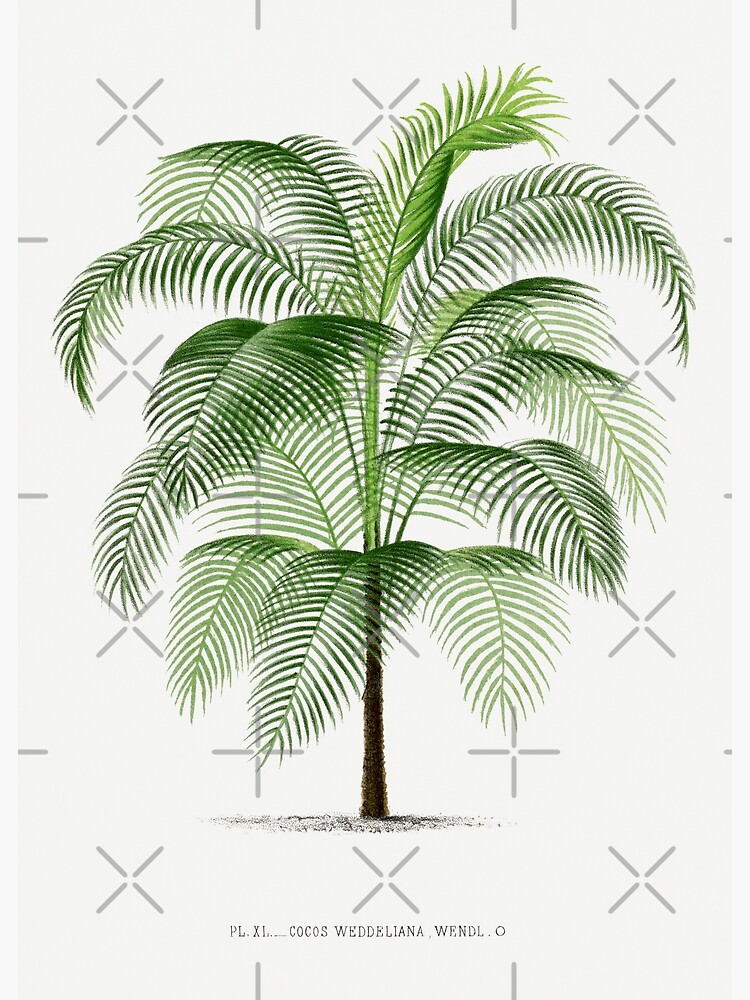 "Vintage Palm Tree" Poster for Sale by Dutch-Designs | Redbubble