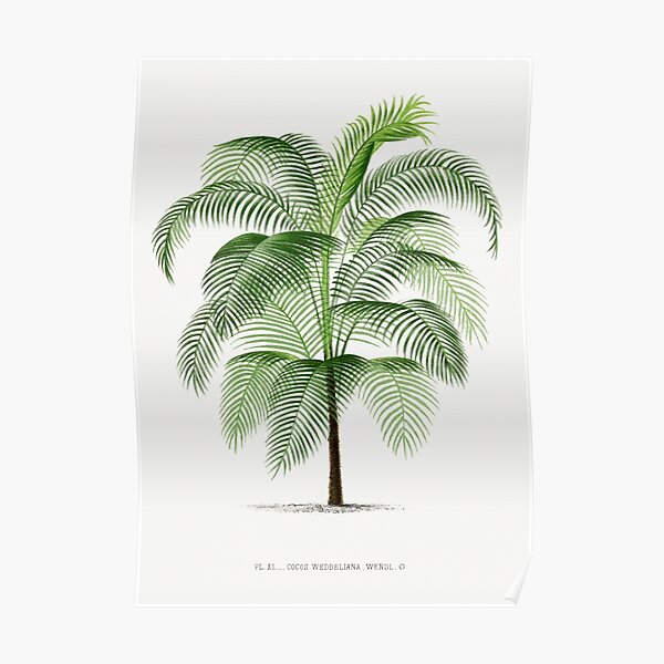 "Vintage Palm Tree" Poster for Sale by Dutch-Designs | Redbubble