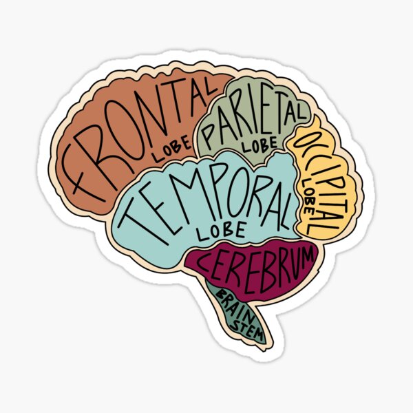 "Brain Labeled" Sticker by megansnider | Redbubble