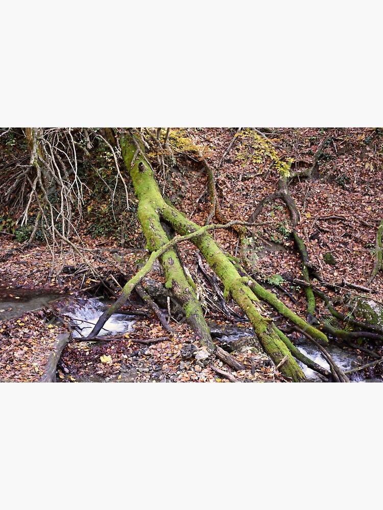 "My Roots Run Deep, Forest in Autumn Photo" Sticker for Sale by ...