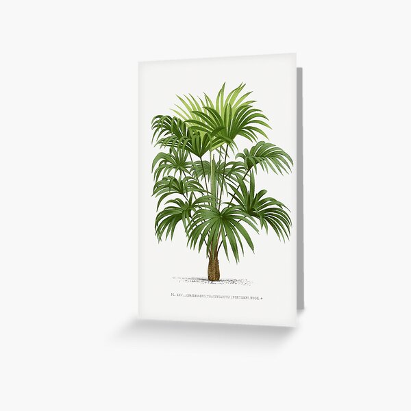 "Vintage Palm Tree" Greeting Card for Sale by Dutch-Designs | Redbubble