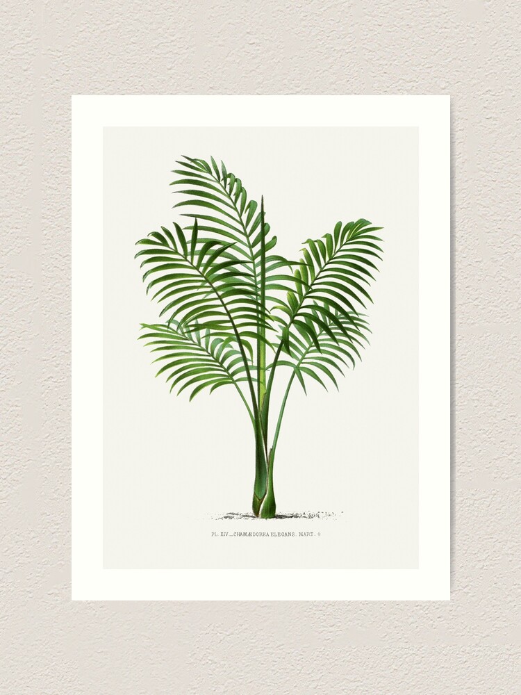 Digital Prints Digitally enhanced copy of Les Palmiers Histoire ...