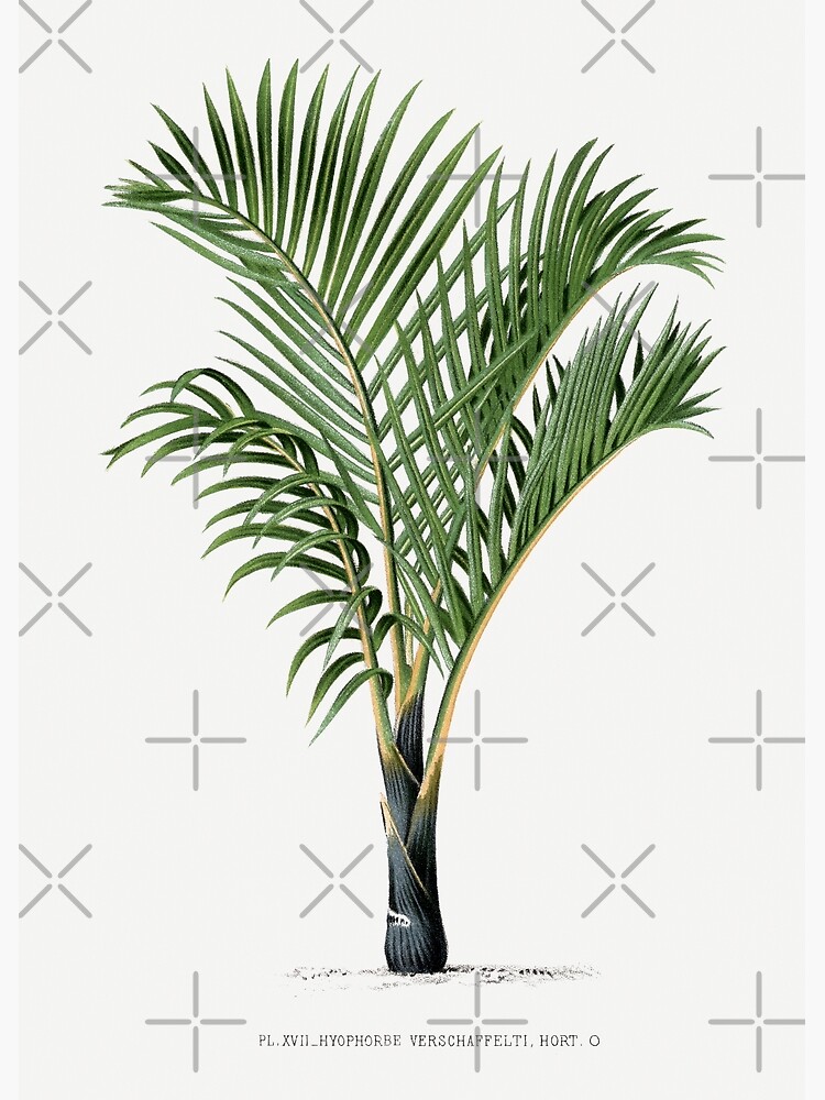 "Vintage Palm Tree" Poster for Sale by Dutch-Designs | Redbubble