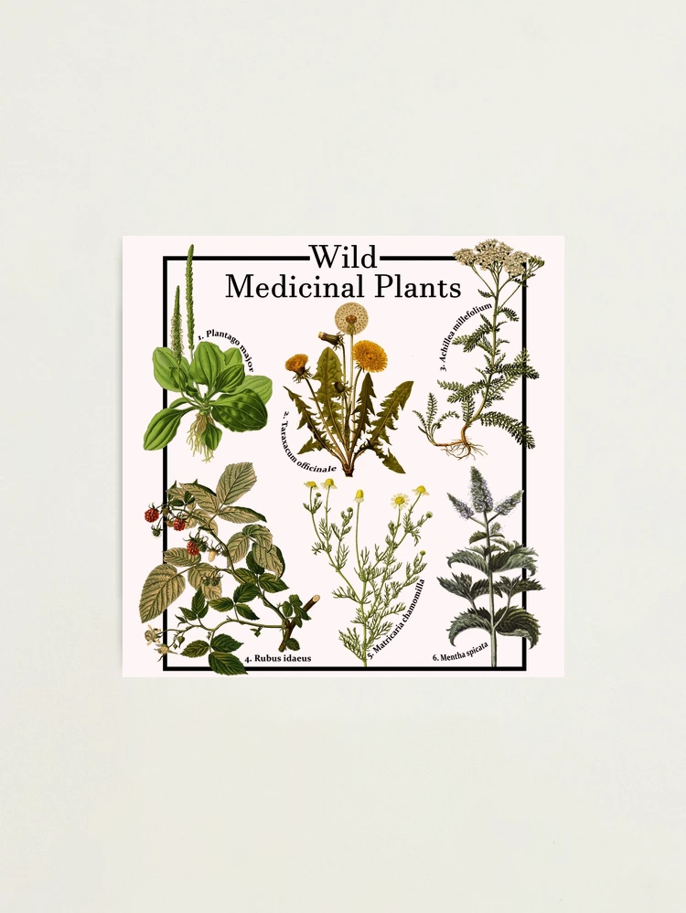 Wild Medicinal Plants Medicinal Plants, Herbs, And Trees Of Missouri