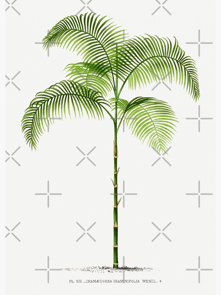 "Vintage Palm Tree" Poster for Sale by Dutch-Designs | Redbubble