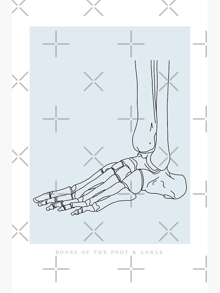 Unlabeled Foot Foot Line Art, Minimalist Foot Ankle Skeleton Anatomy