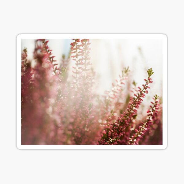 "Heather" Sticker for Sale by ansaharju | Redbubble