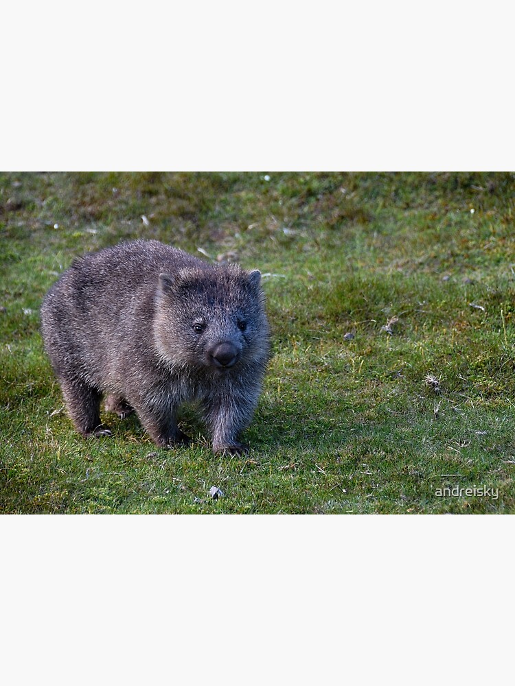 "Wombat" Poster for Sale by andreisky | Redbubble