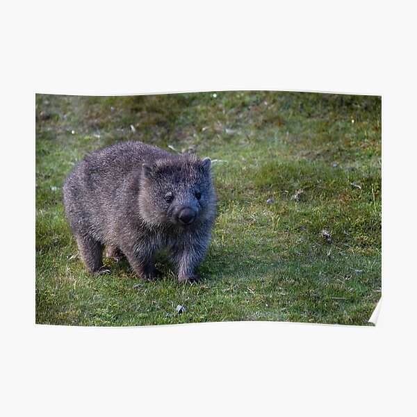 "Wombat" Poster for Sale by andreisky | Redbubble