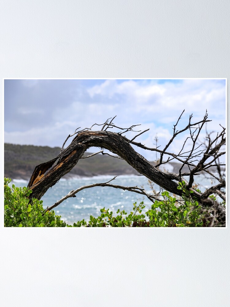 "Coastal Branch" Poster for Sale by jmimages | Redbubble
