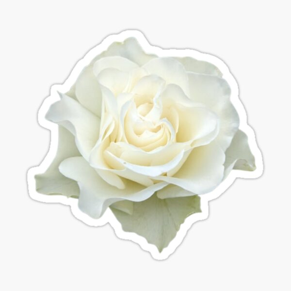 "White Rose" Sticker by TinaDonovanArt | Redbubble