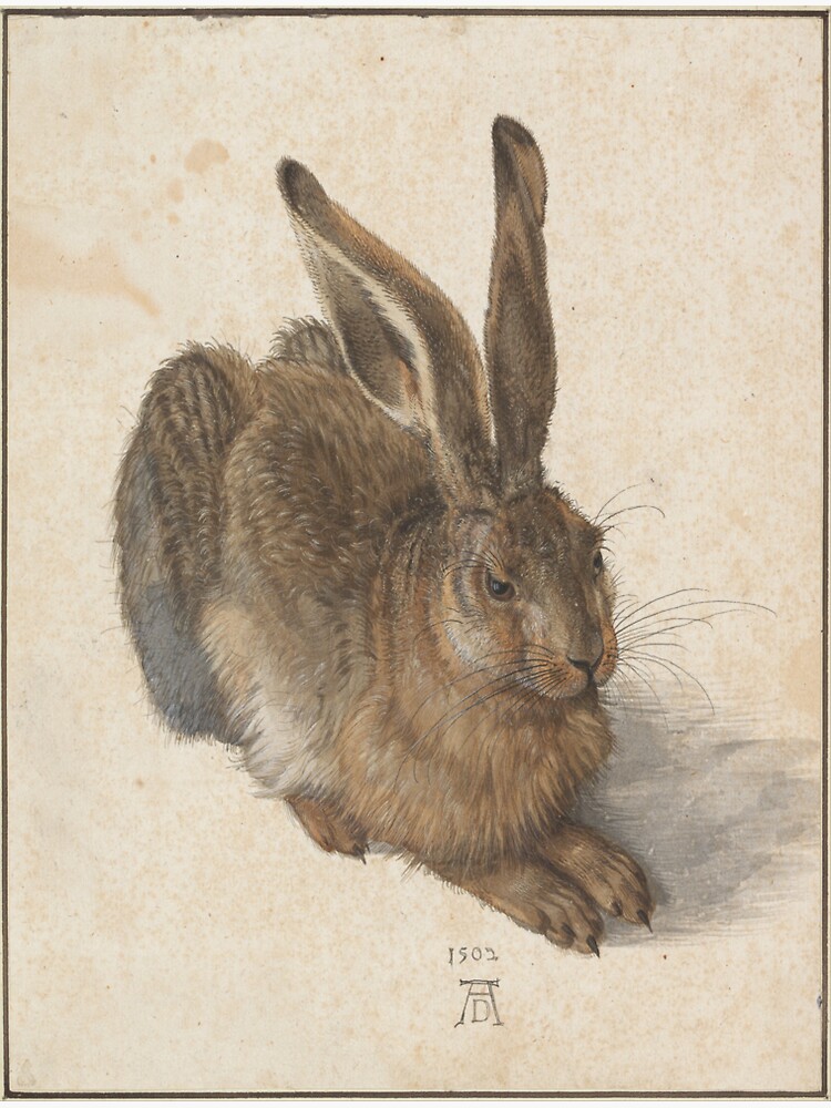 "Albrecht Durer's Young Hare I" Sticker for Sale by mosfunky | Redbubble
