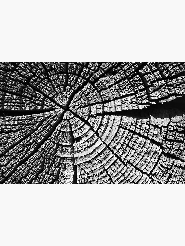 "Tree timber wood log ring pattern" Sticker for Sale by Nic-Pics ...