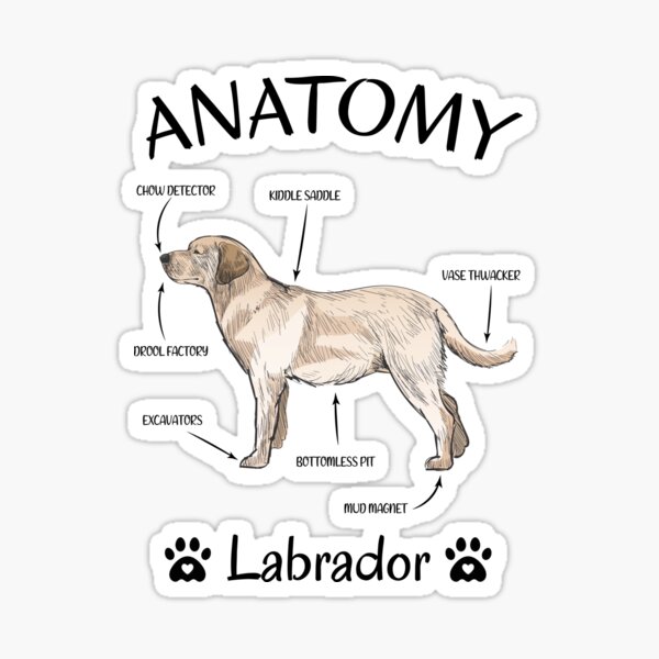 "Anatomy of Labrador" Sticker for Sale by ChibiKun | Redbubble