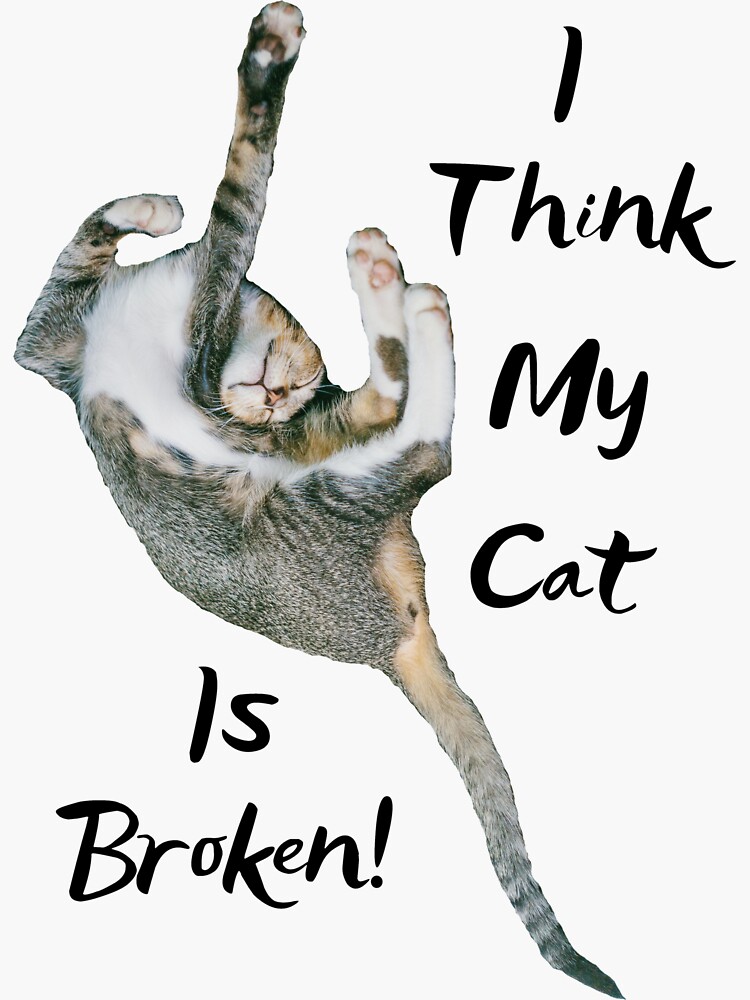 "I Think My Cat Is Broken!, Adorable Tabby Cat Sleeping In Funny ...