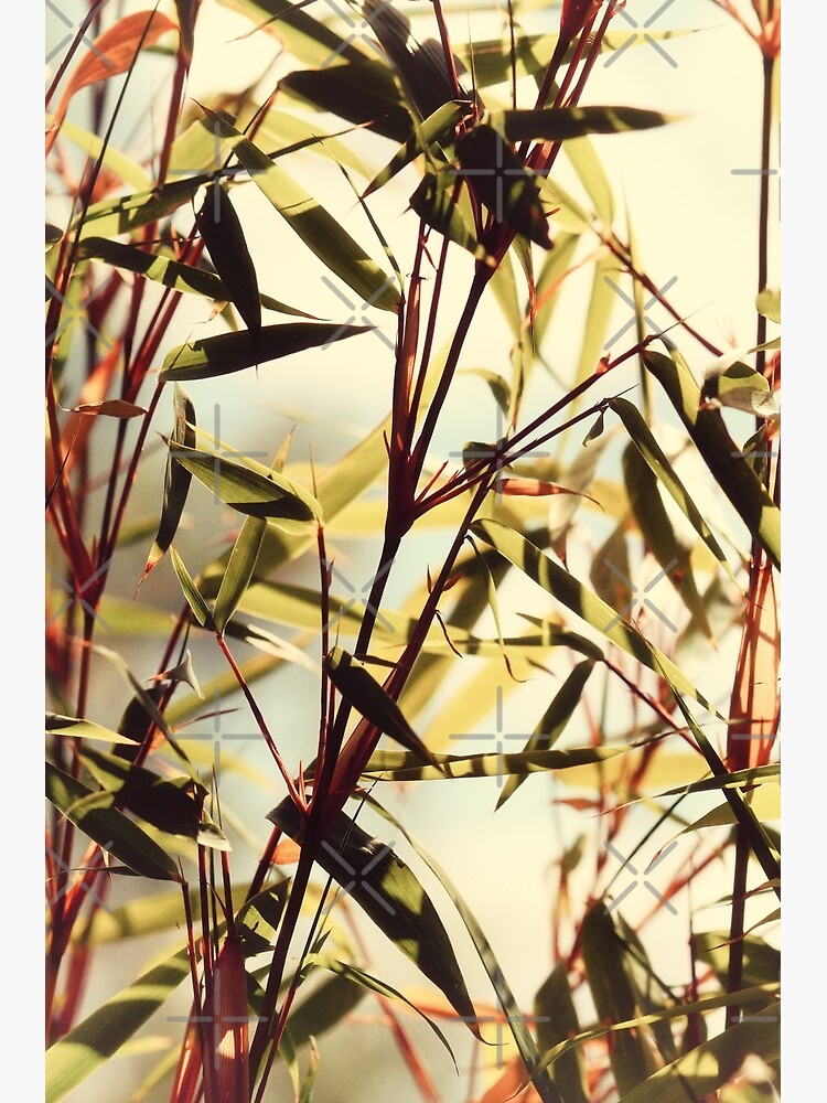 "Backlit Bamboo Vintage Edit" Poster by karens224 | Redbubble