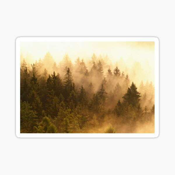 "Foggy Forest Window" Sticker for Sale by ArtRoute02 | Redbubble